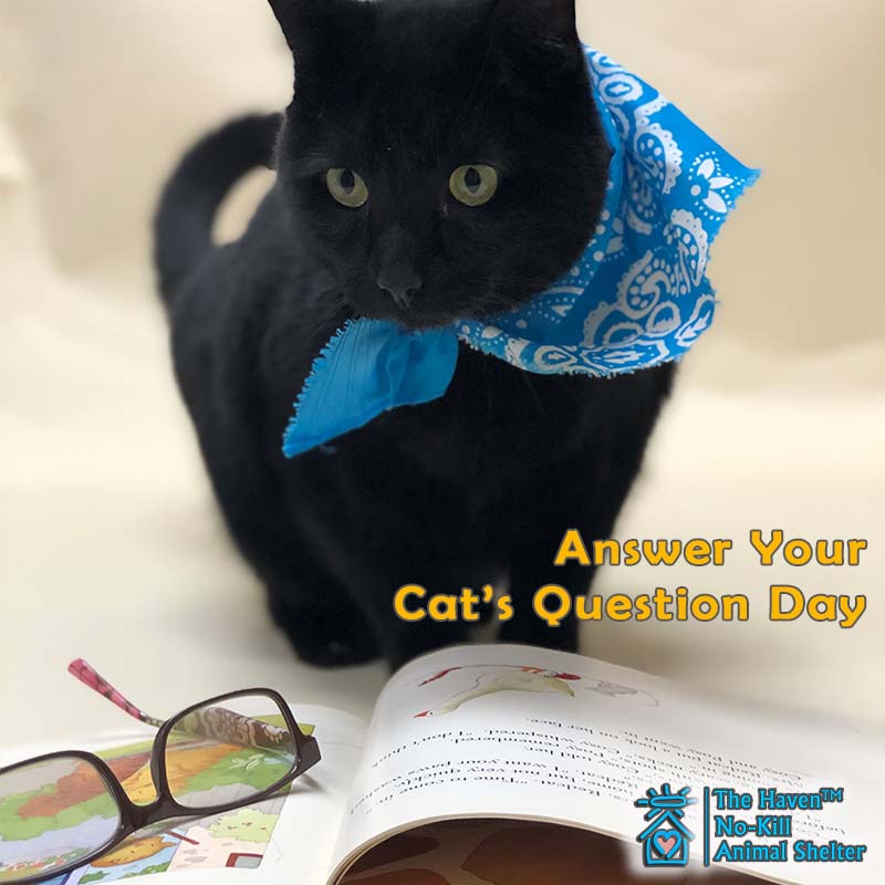 National Answer Your Cats Questions Day - The Haven No-Kill Animal Shelter